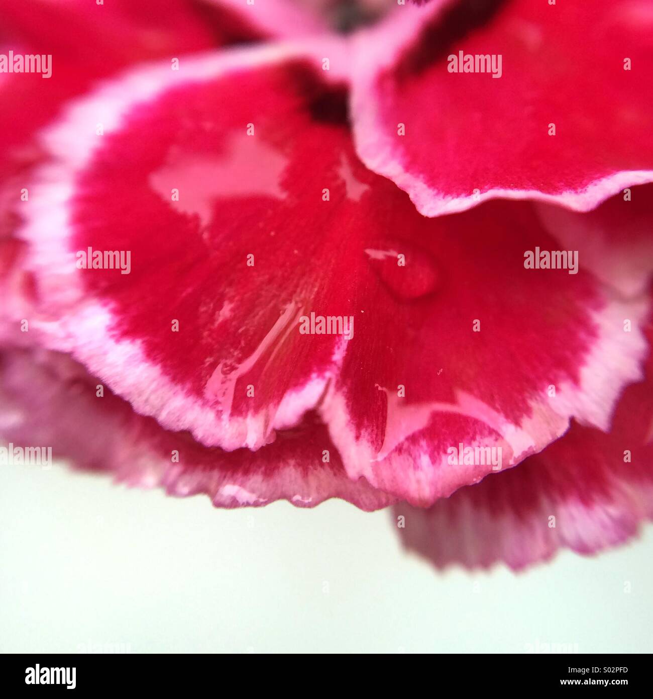 Exterior macro view of a red and white carnation Stock Photo - Alamy