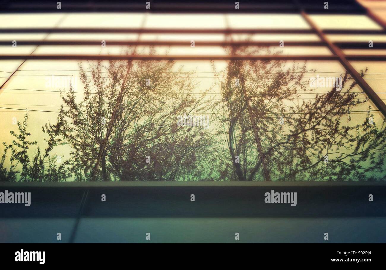 Trees reflected in the window of an office building Stock Photo - Alamy