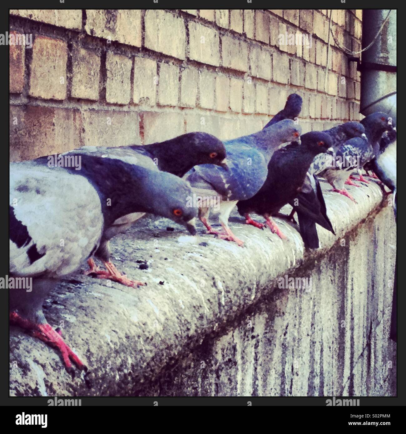Curious birds hi-res stock photography and images - Alamy