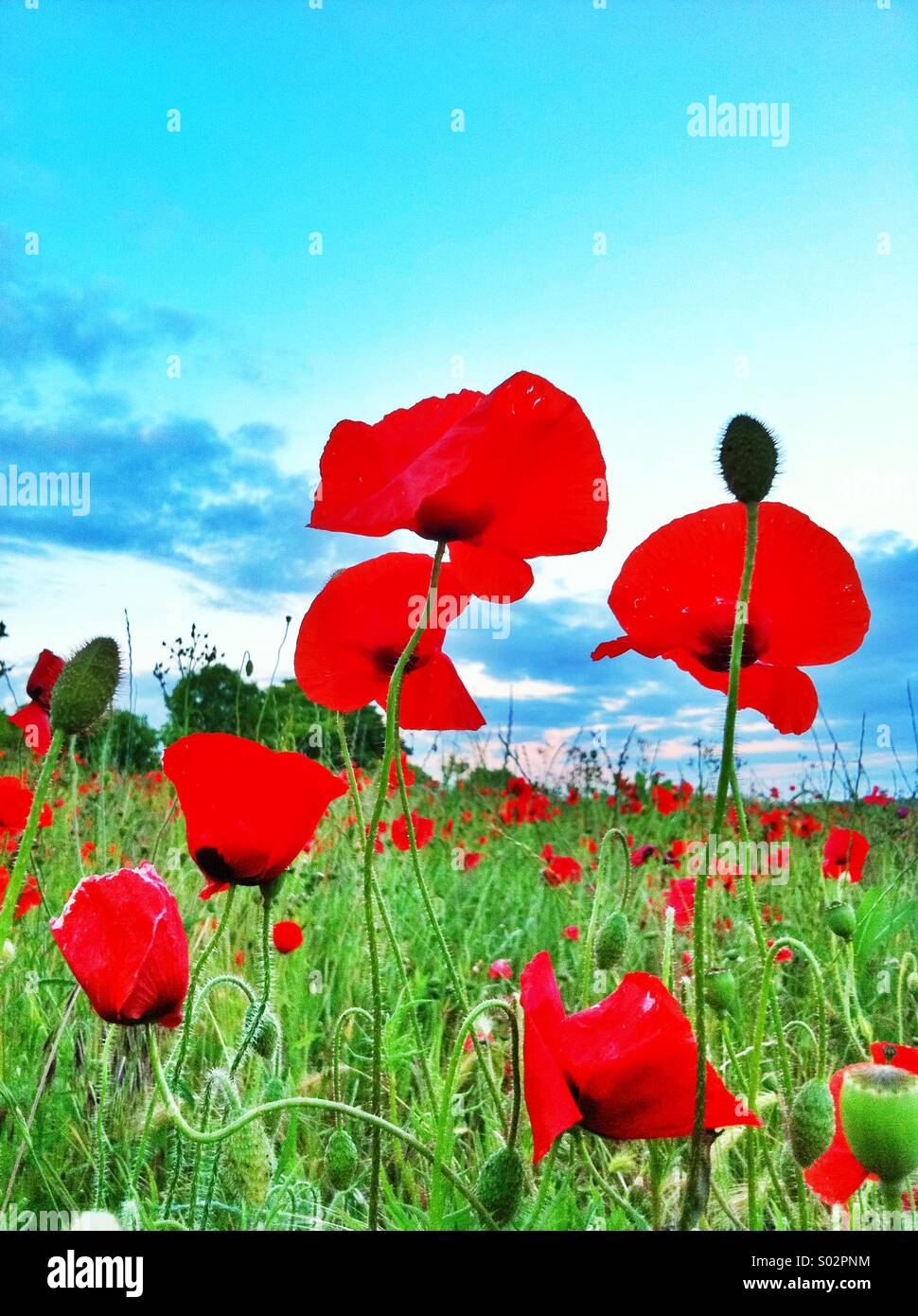 Red poppy flowers field Stock Photo - Alamy
