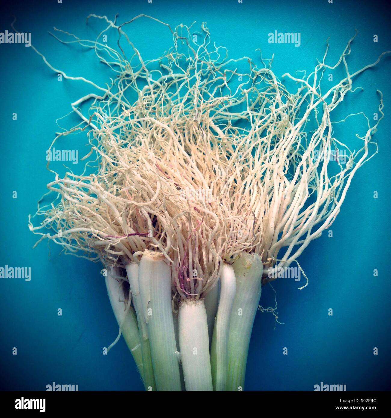 Fresh onion roots Stock Photo - Alamy