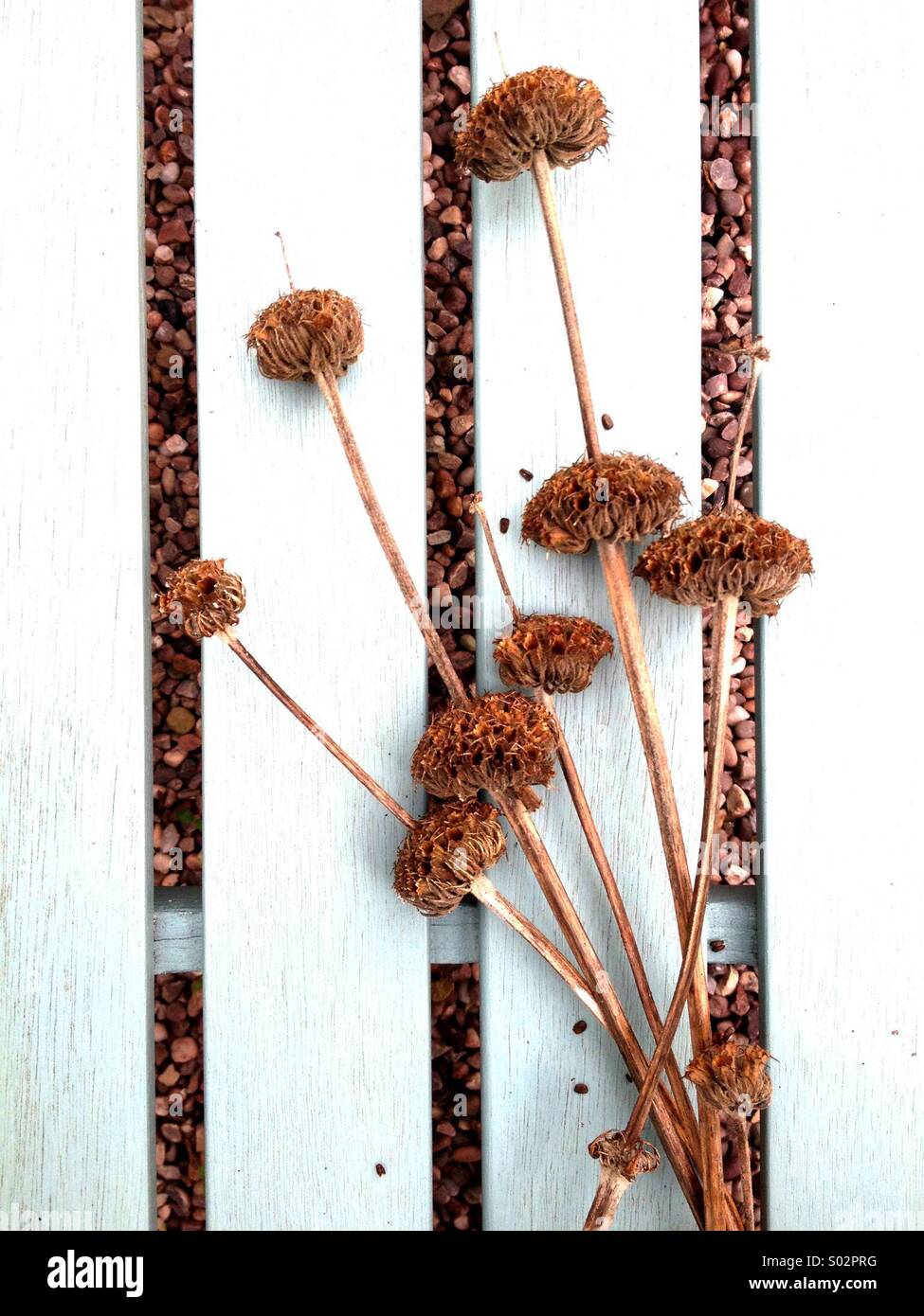 Dried seed heads hi-res stock photography and images - Alamy