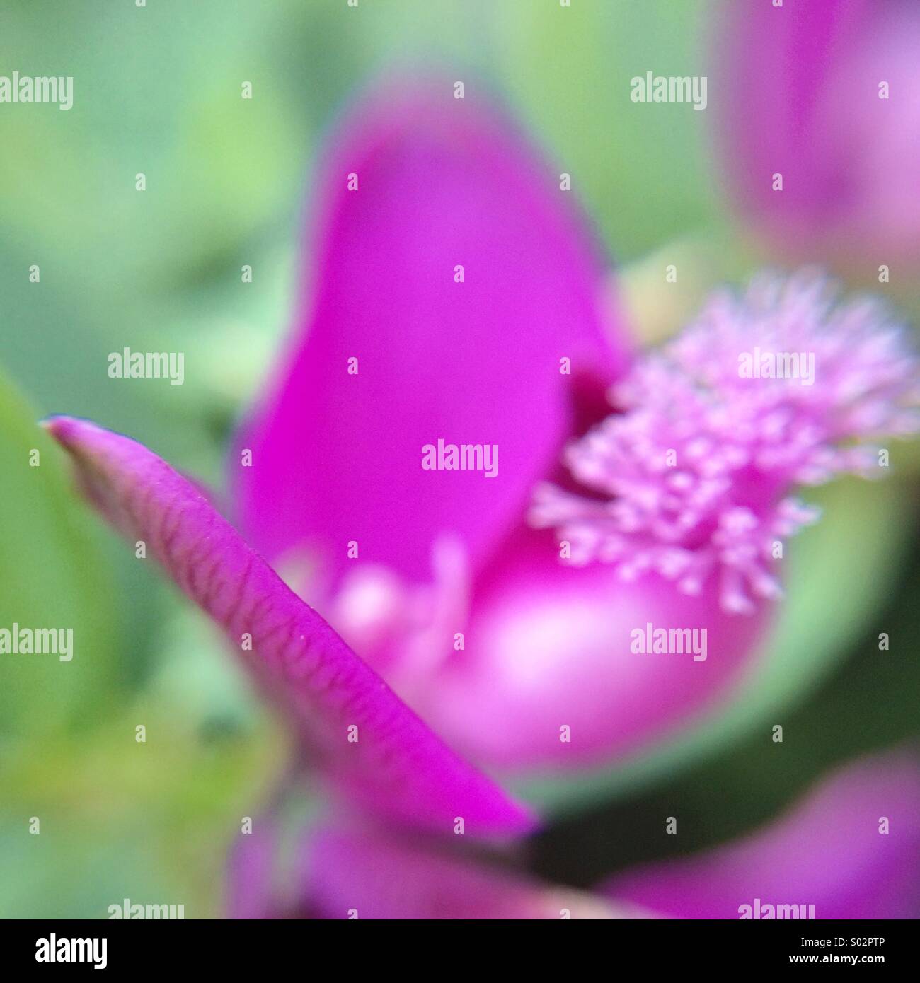 Macro of a polygala myrtifolia purple flower Stock Photo - Alamy