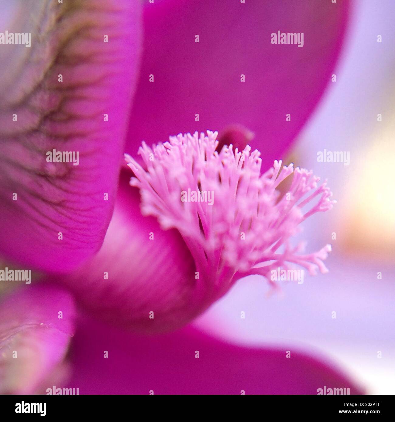 Macro of a polygala myrtifolia purple flower Stock Photo - Alamy