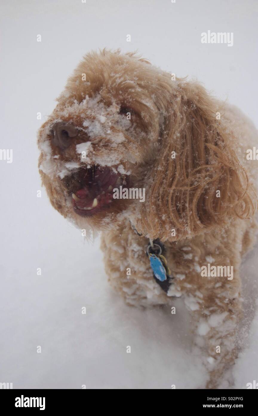 Cockapoo dog in snow hi-res stock photography and images - Alamy