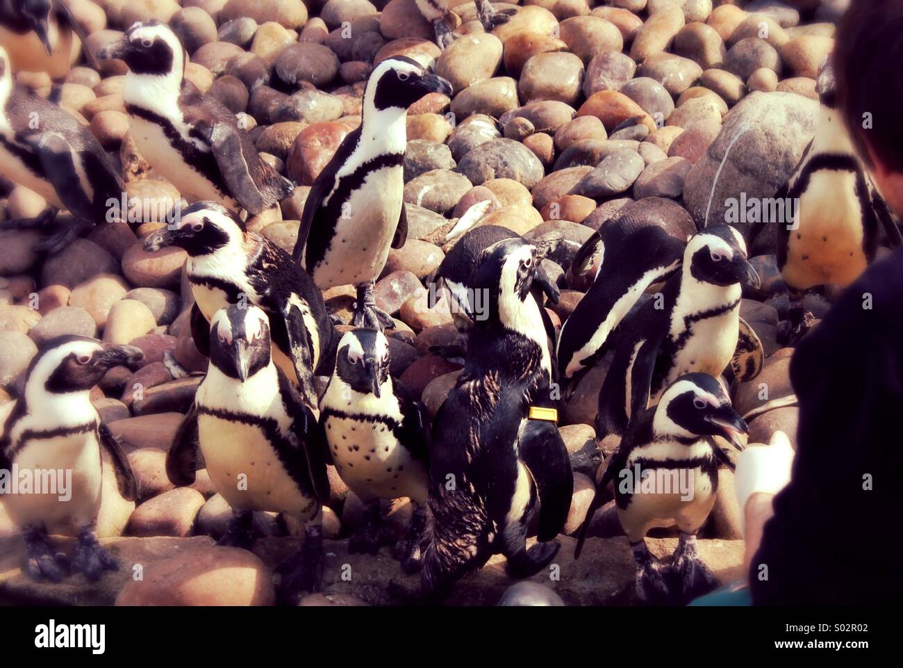 Penguin zoo feeding hi-res stock photography and images - Alamy