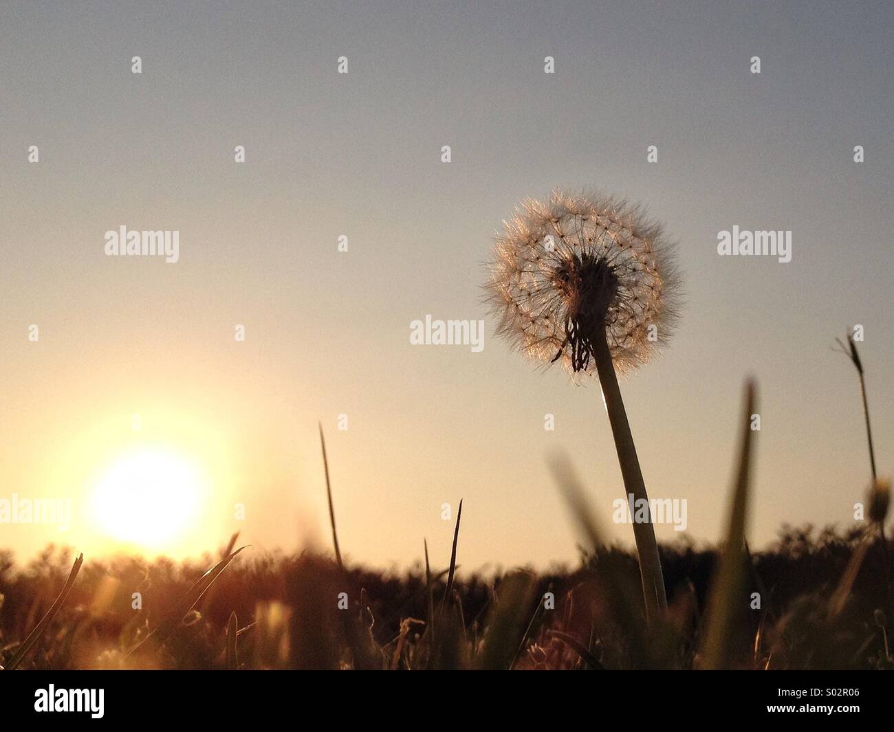 Dandelion at sunset Stock Photo - Alamy