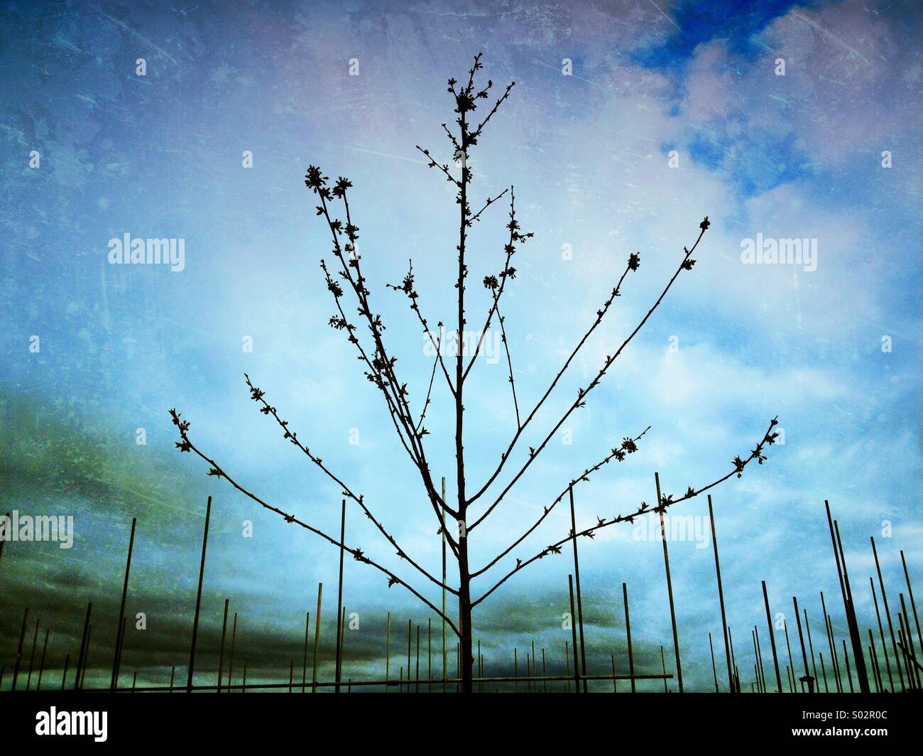 Tree branches contrasted against scaffolding poles Stock Photo - Alamy Tree branches contrasted against scaffolding poles Stock Photo - Alamy