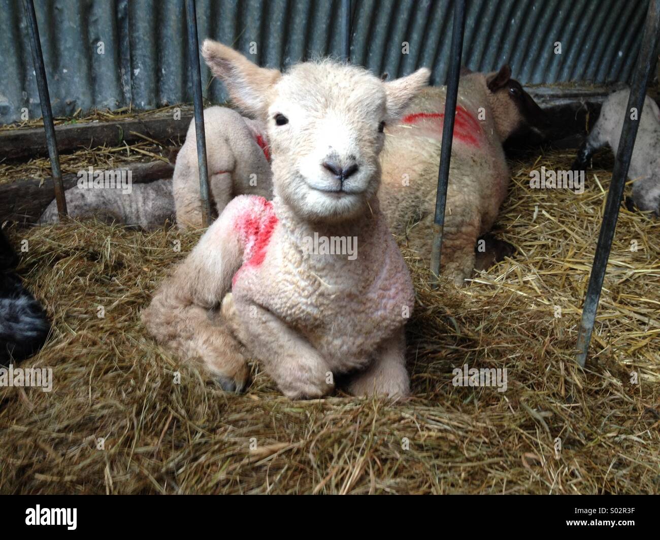 Lamb farming hi-res stock photography and images - Alamy