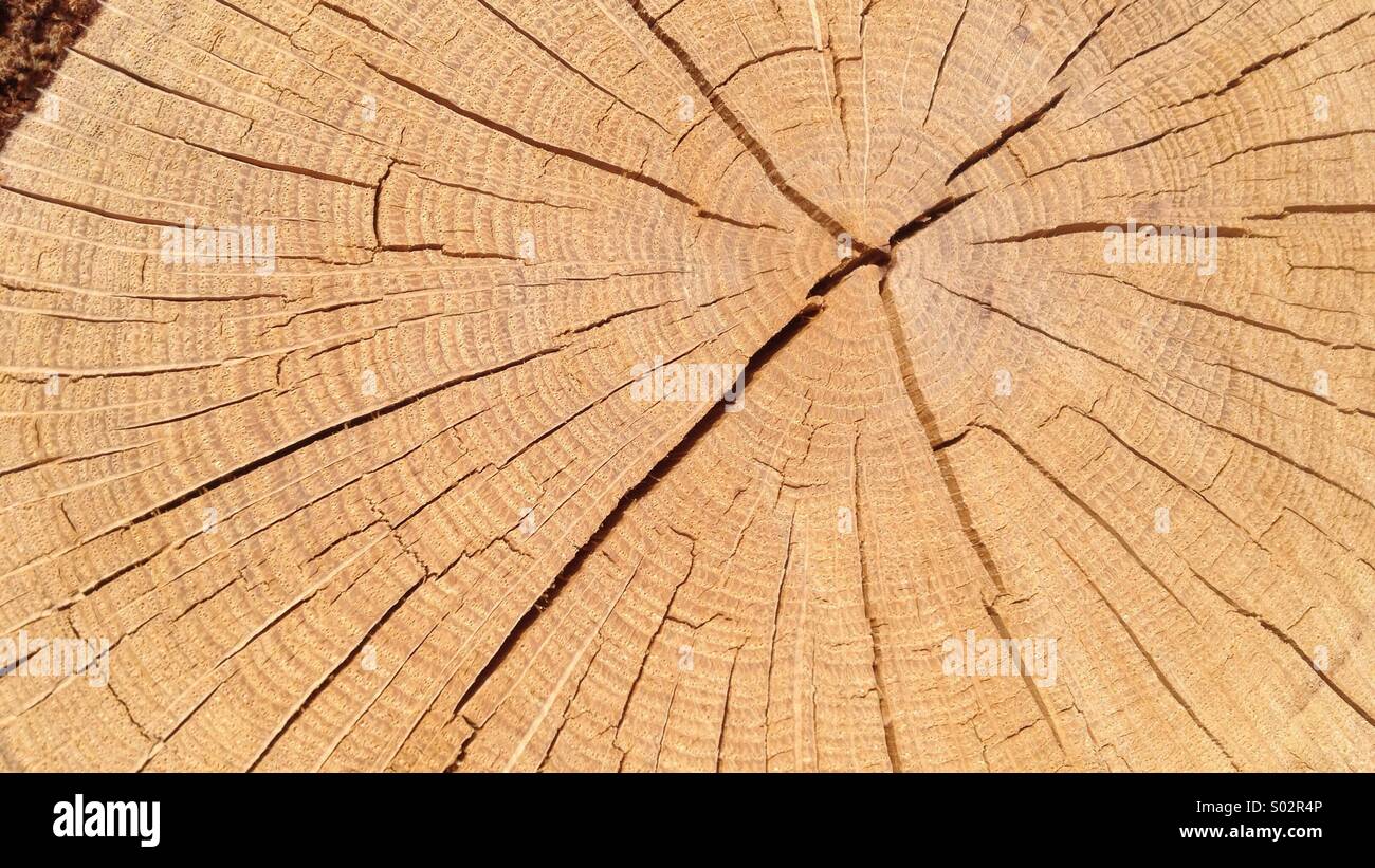 Radial cracks and tree rings hi-res stock photography and images - Alamy