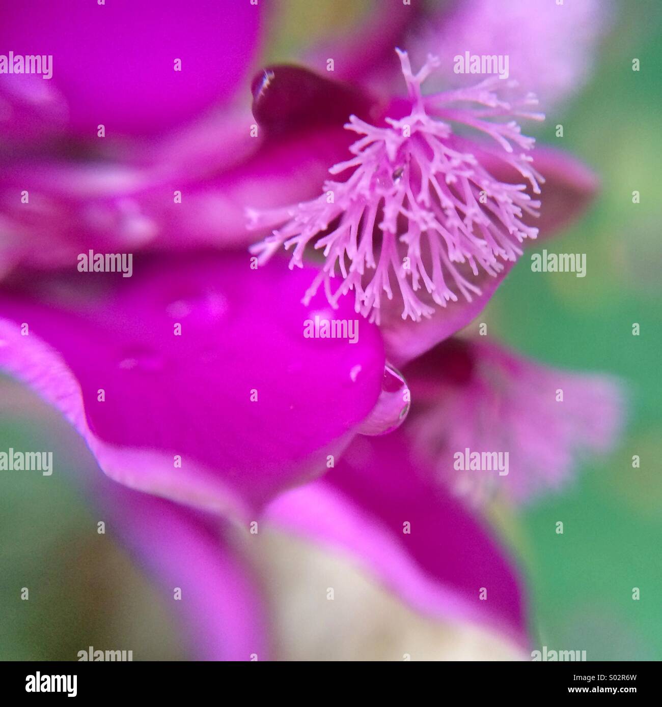 Macro of a polygala myrtifolia purple flower Stock Photo - Alamy