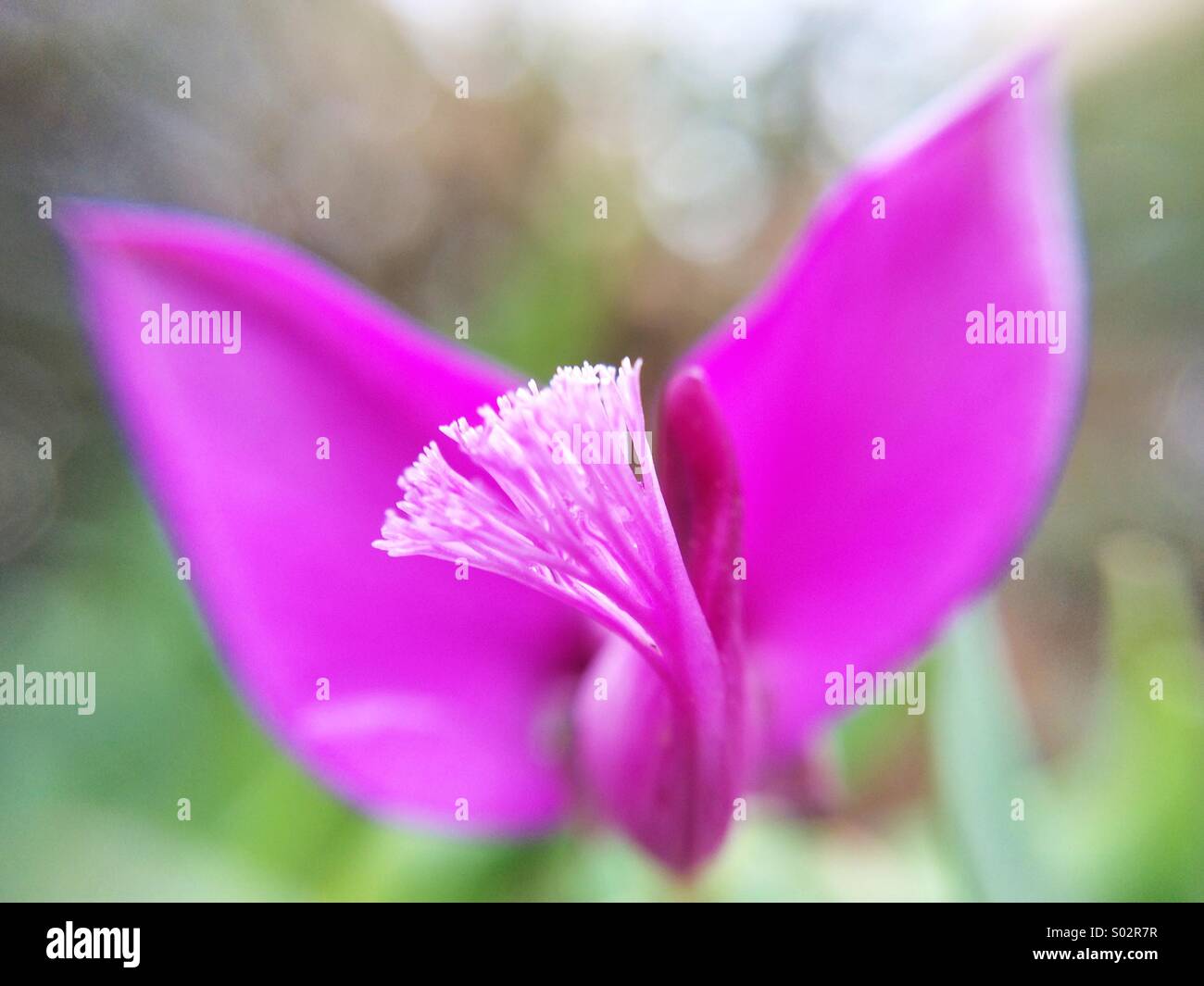 Macro of a polygala myrtifolia purple flower Stock Photo - Alamy