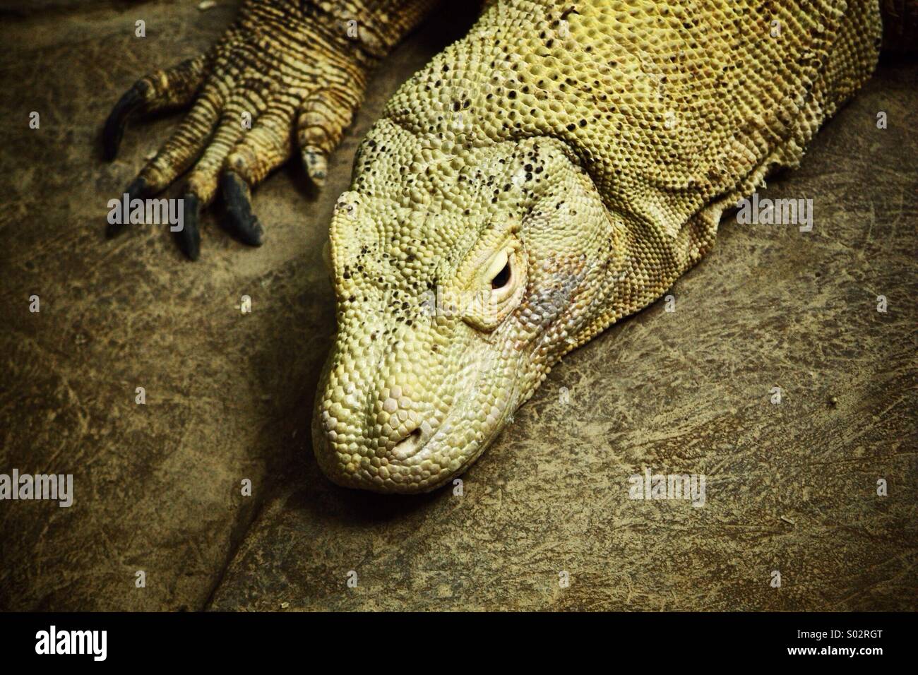 King lizard hi-res stock photography and images - Alamy