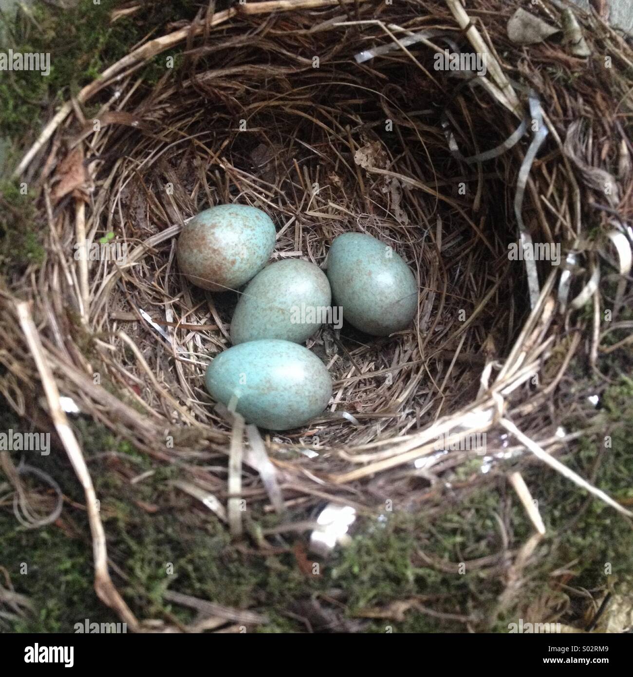 Four bird eggs hi-res stock photography and images - Alamy