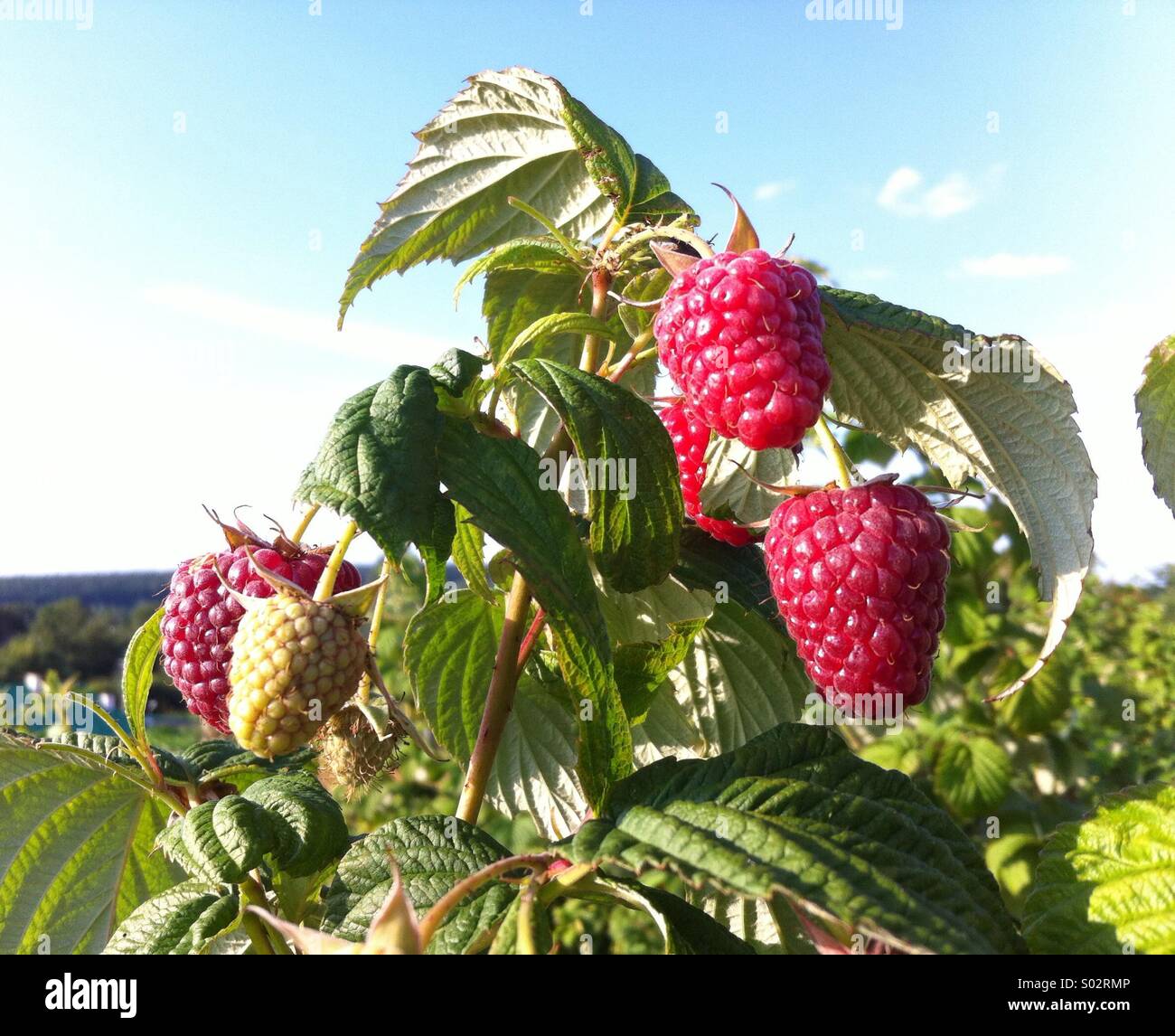Raspberries growing hi-res stock photography and images - Alamy