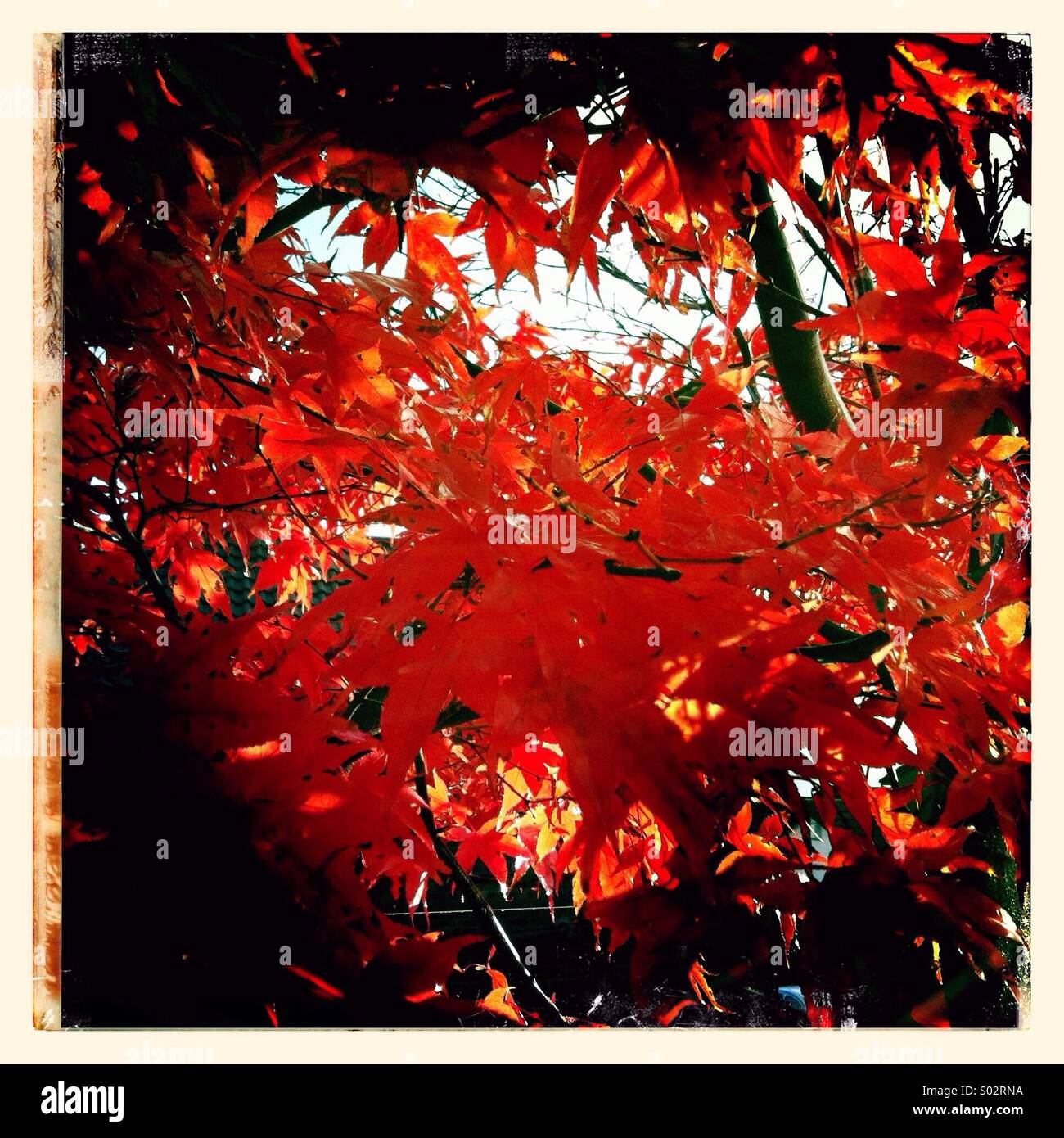 Red acer tree hi-res stock photography and images - Alamy