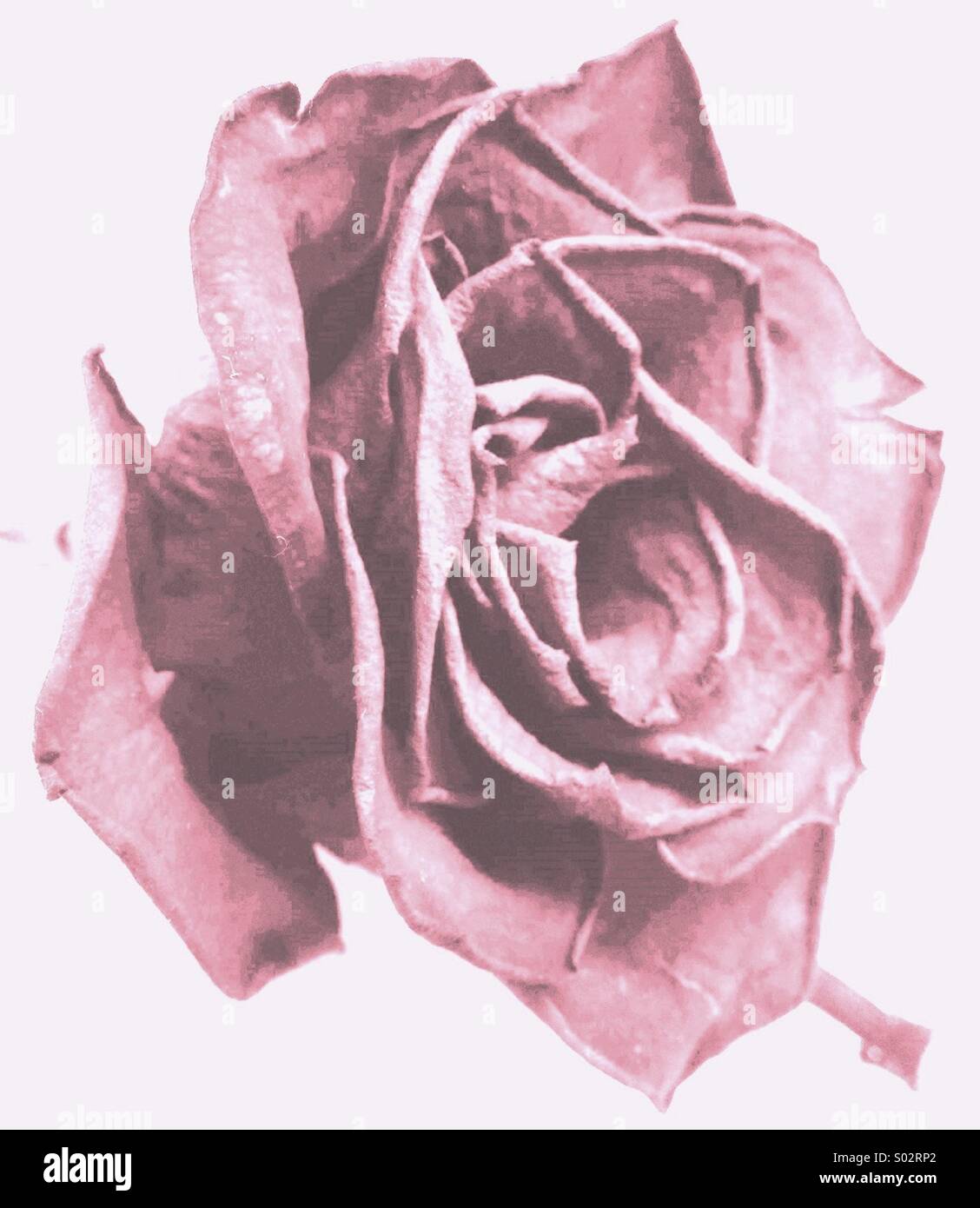 Faded Single Red Rose Stock Photo - Alamy