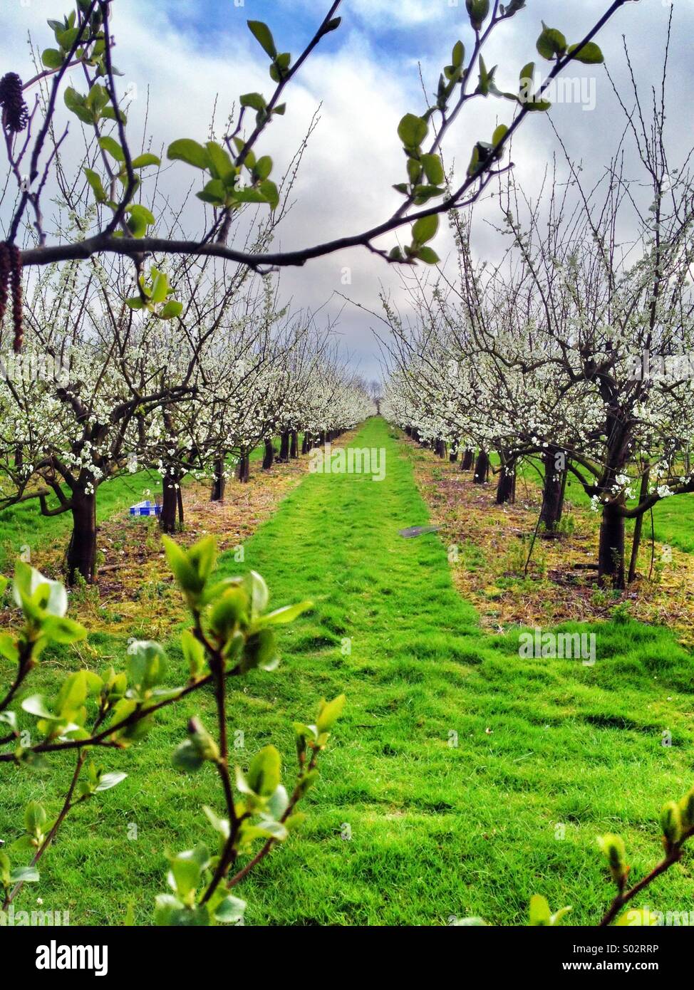 Beauty of kent apple hi-res stock photography and images - Alamy