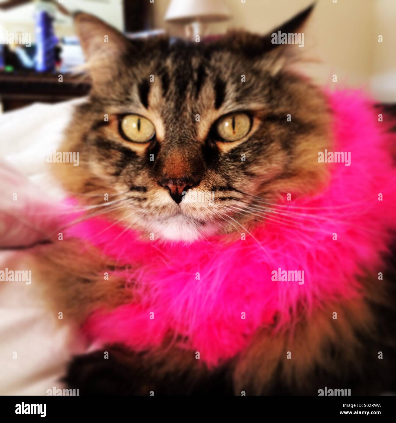 Pink boa hi-res stock photography and images - Alamy