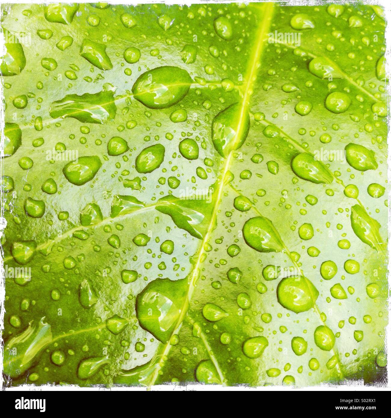 Water Drop Leaf High Resolution Stock Photography and Images - Alamy