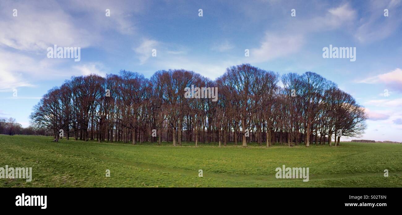Trees in Phoenix Park, Dublin, Ireland Stock Photo - Alamy