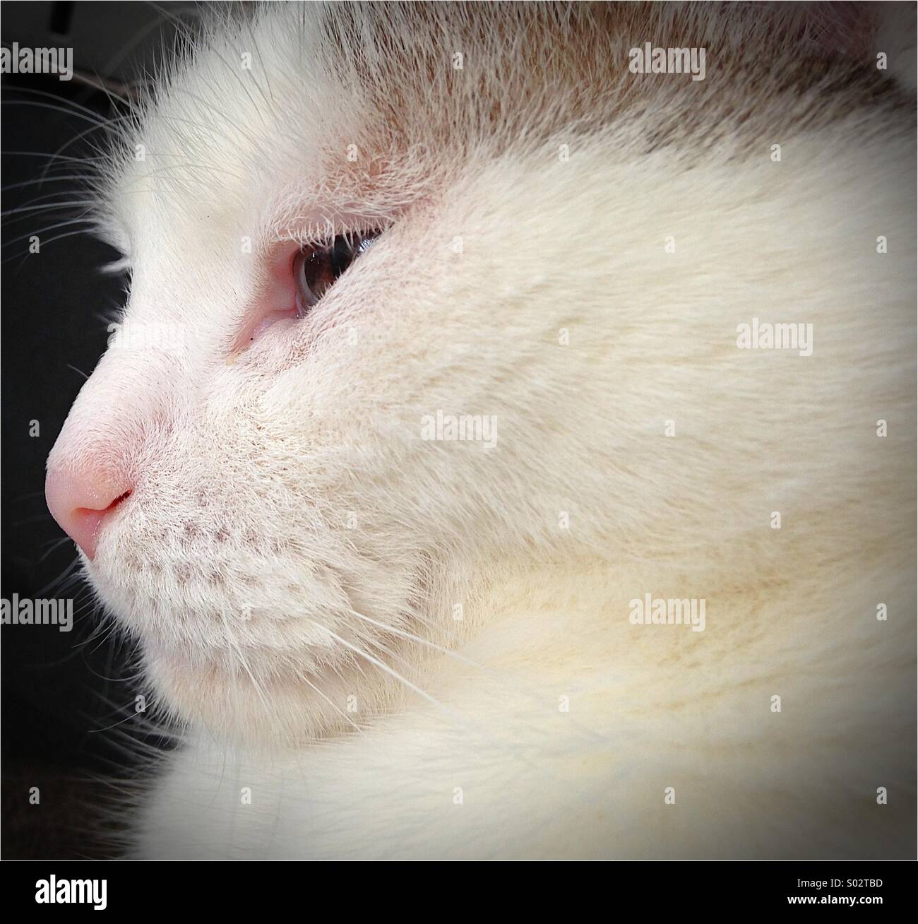 Cat face profile hi-res stock photography and images - Alamy