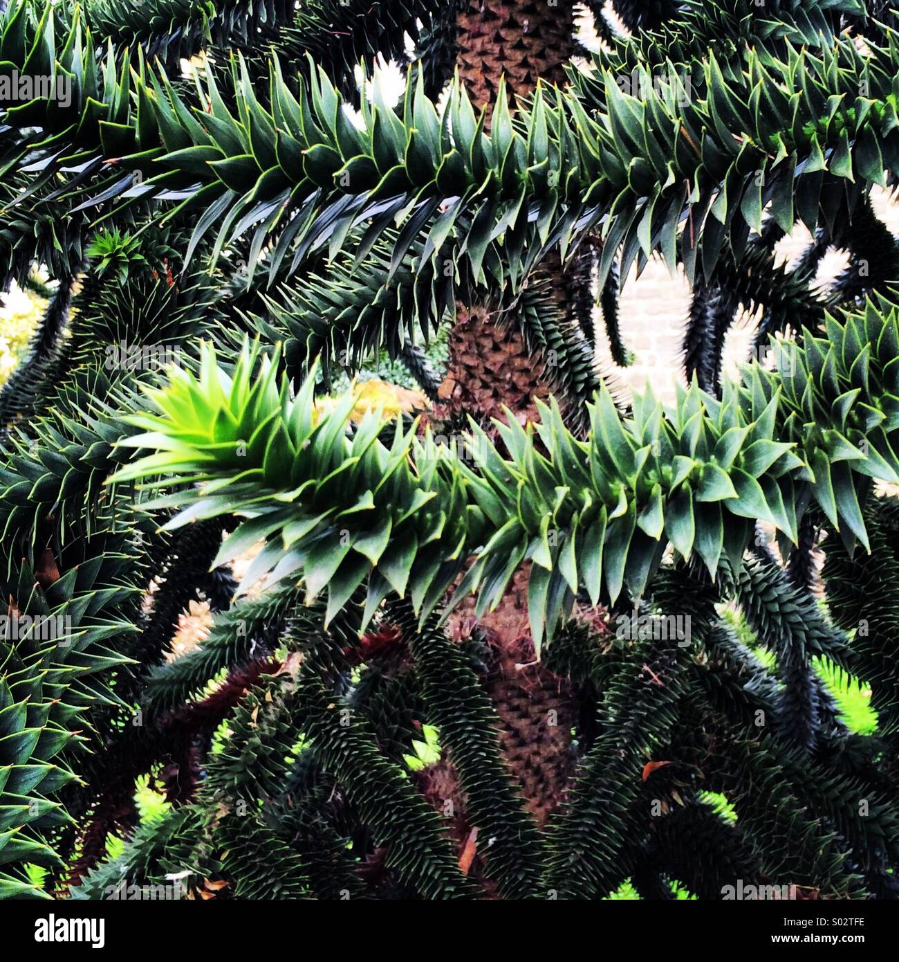 Branches with spikes hi-res stock photography and images - Alamy