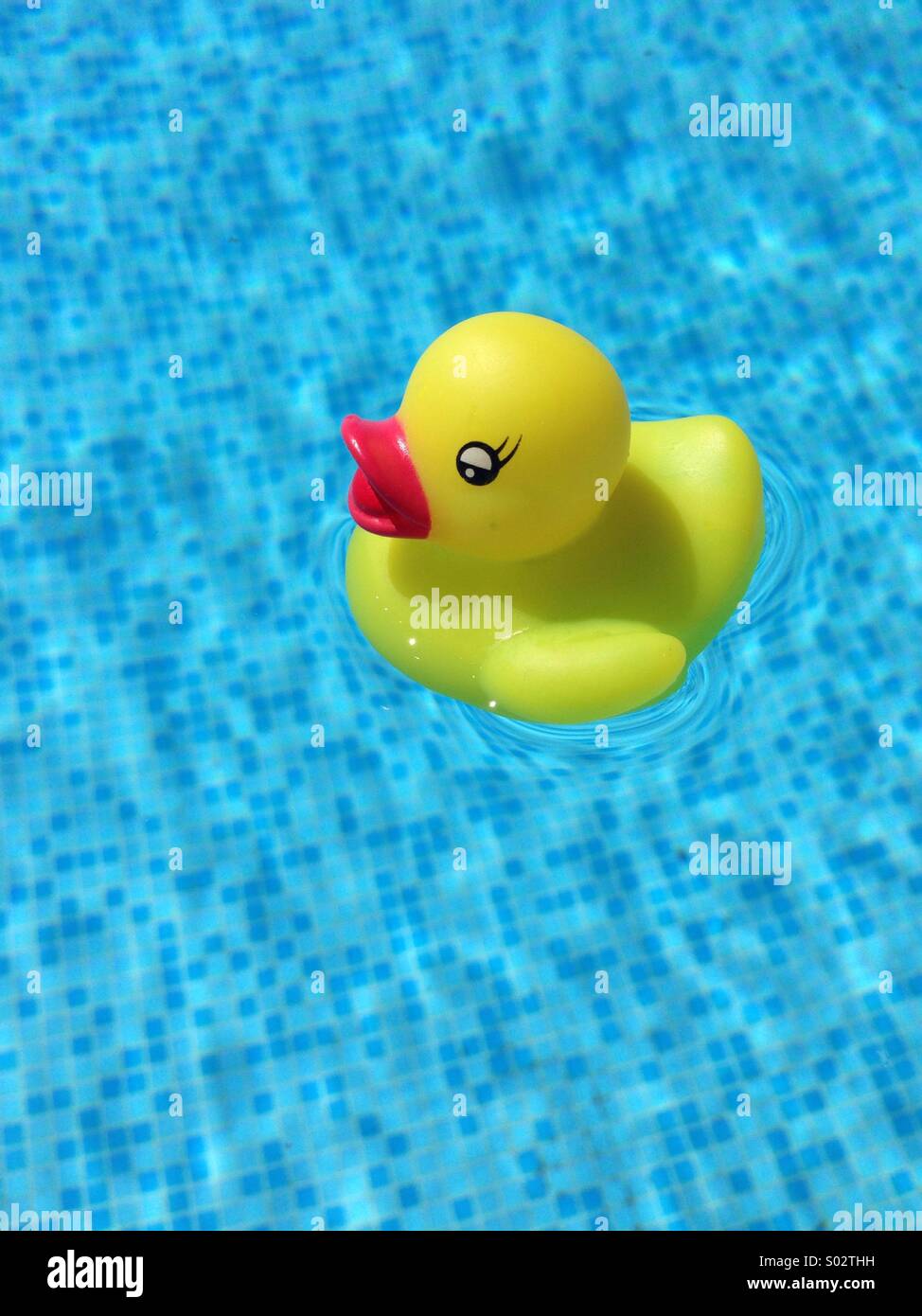 Ducks In Swimming Pool 1