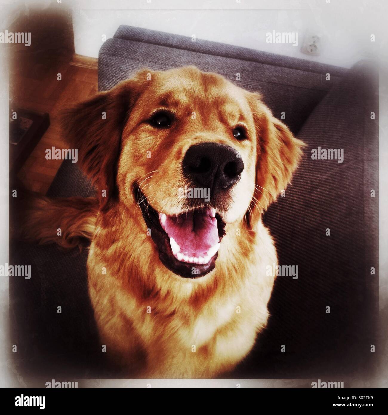 Smiling dog hi-res stock photography and images - Alamy