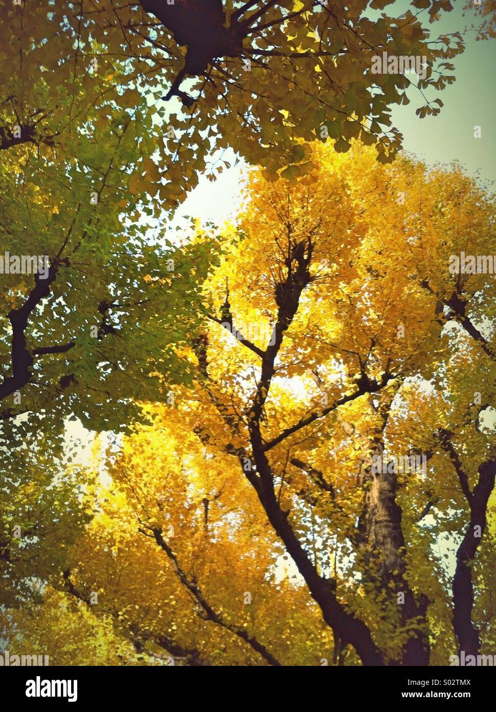 Fall ginkgo trees hi-res stock photography and images - Alamy