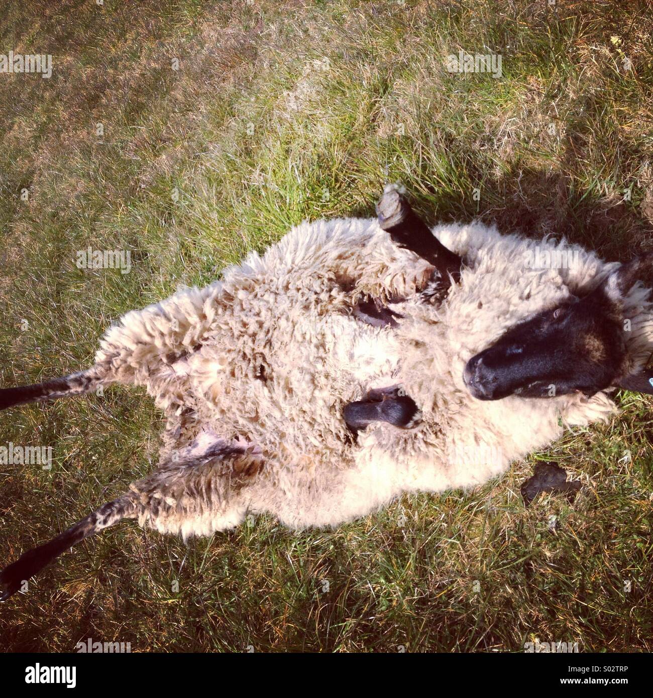 Upside down sheep hi-res stock photography and images - Alamy