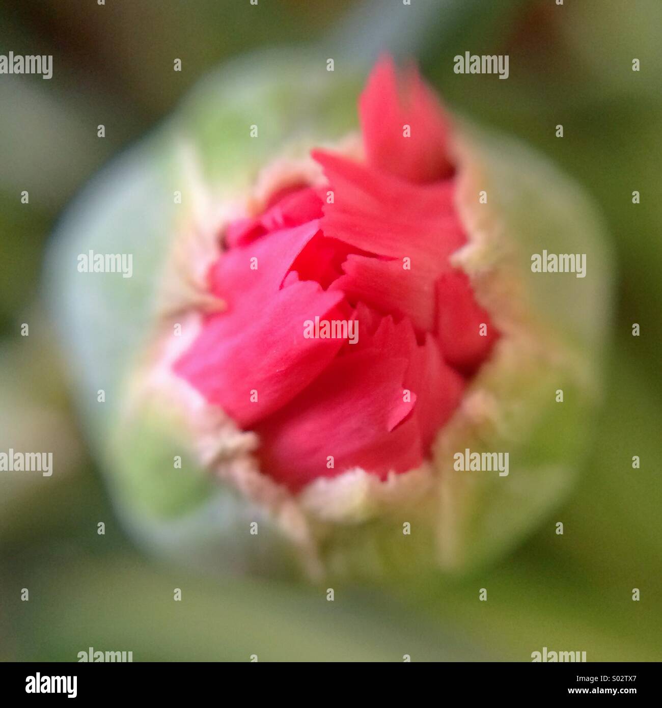Macro of a closed carnation Stock Photo - Alamy