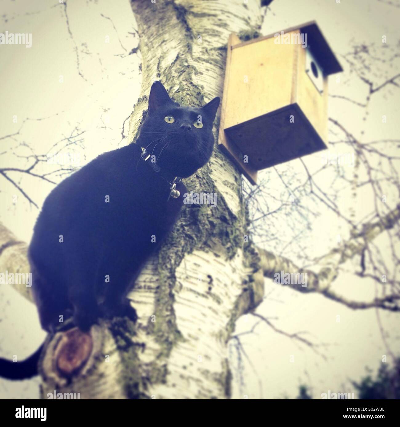 Cat Up A Tree High Resolution Stock Photography and Images - Alamy