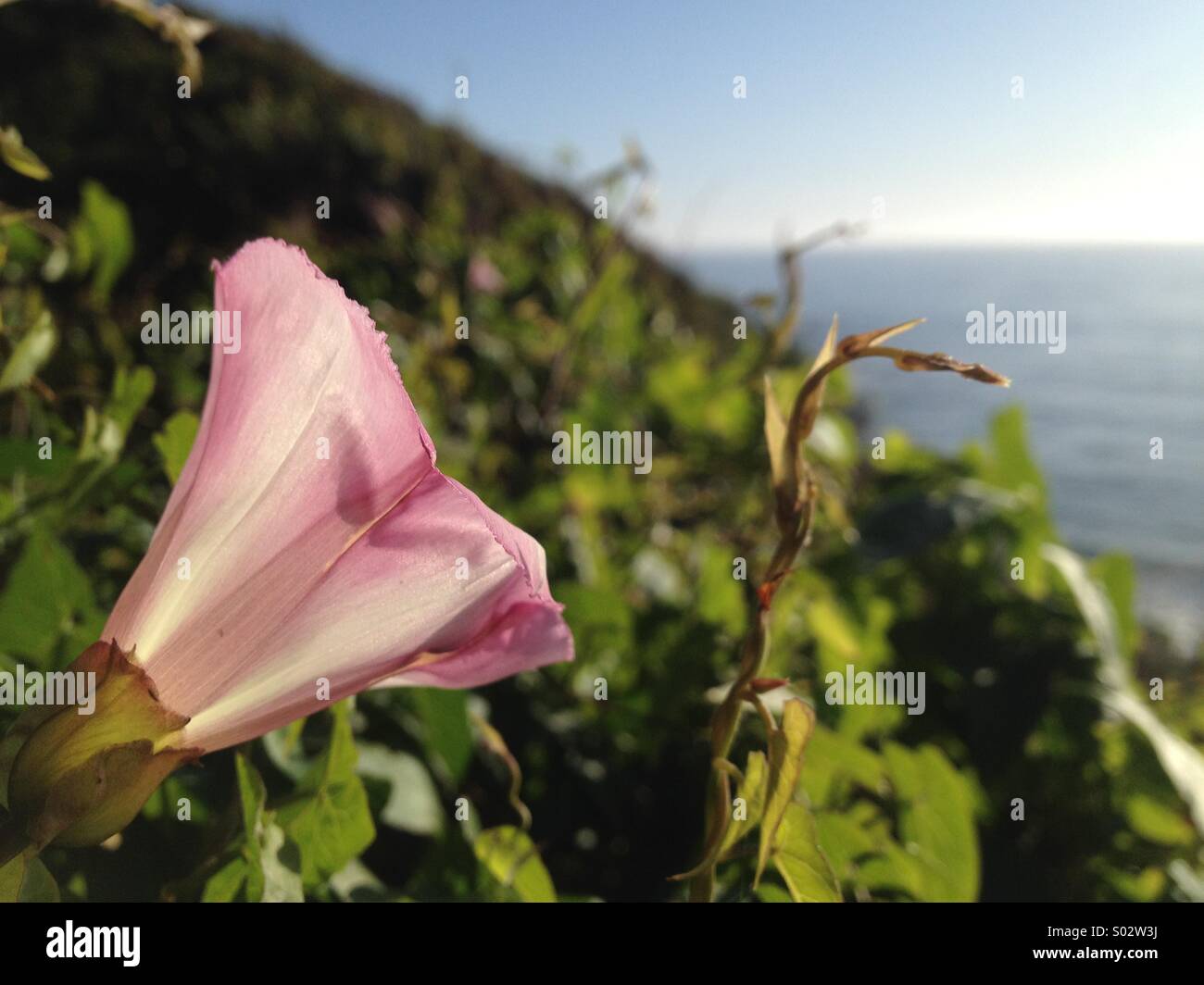 Big sur coastal plants hi-res stock photography and images - Alamy