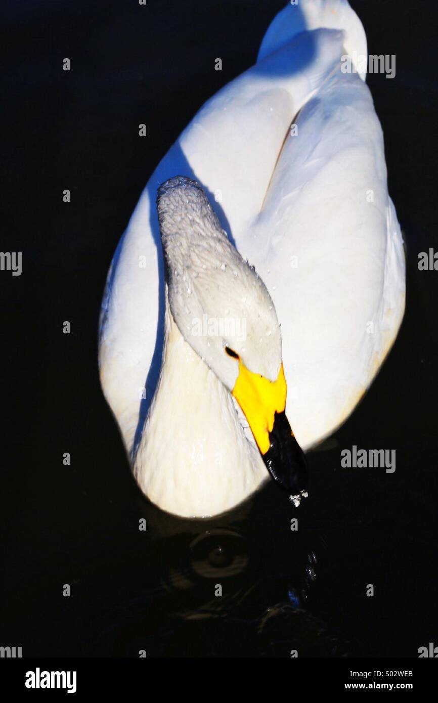 Swiming bird hi-res stock photography and images - Alamy