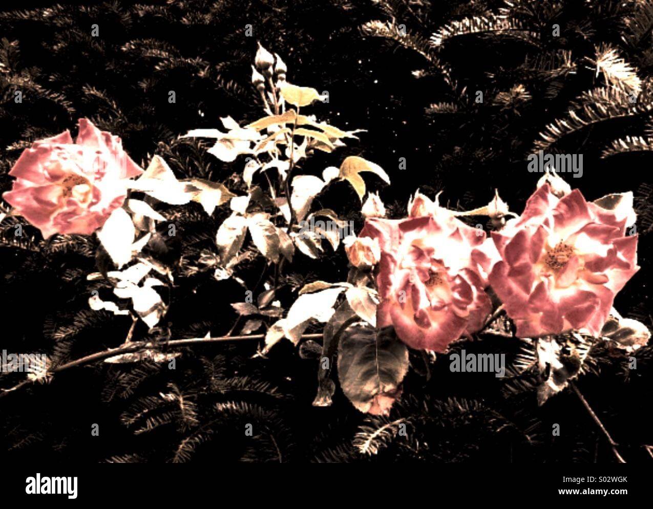 Faded Pink Roses Stock Photo - Alamy
