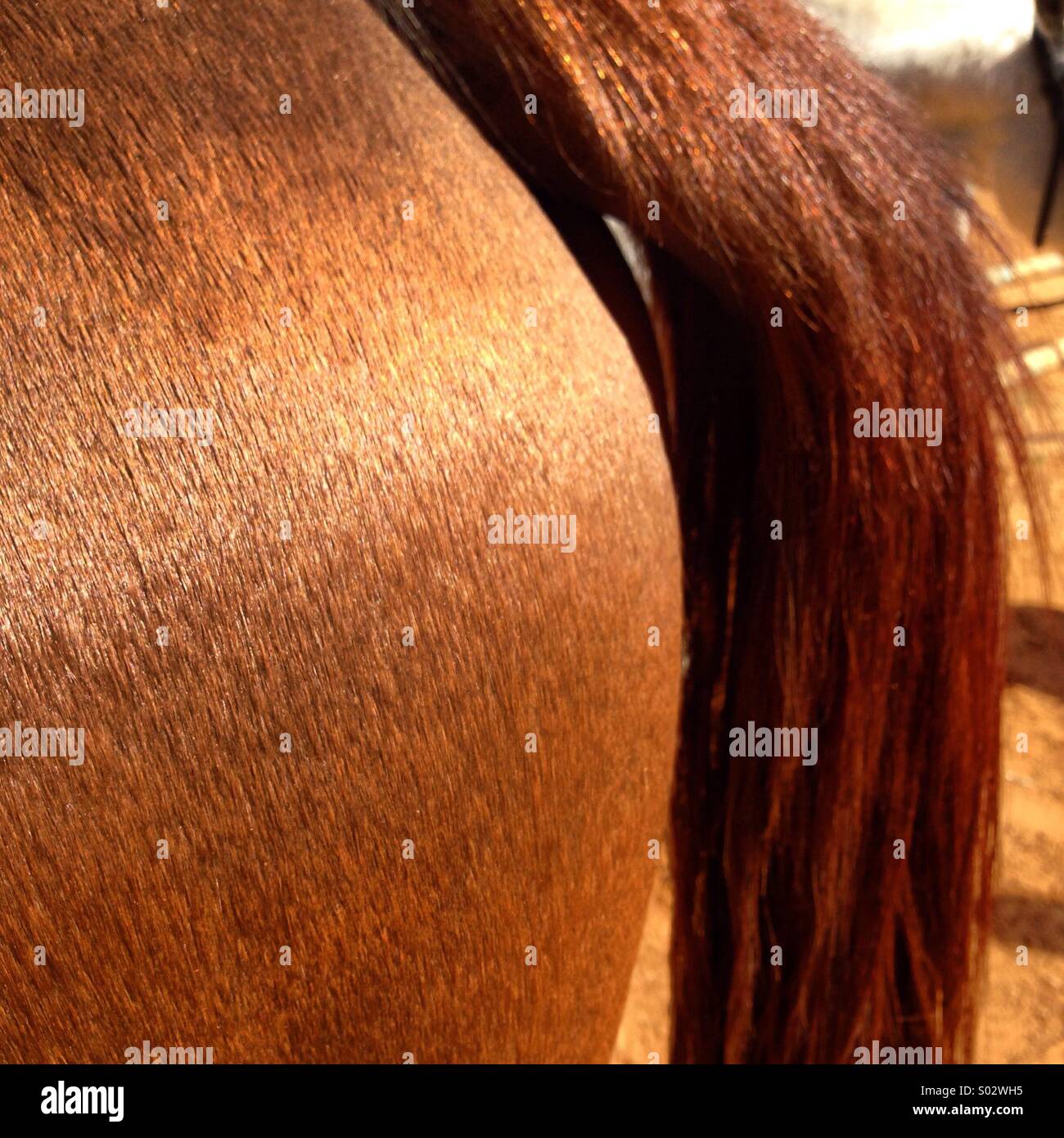 Nice Tail of a horse Stock Photo - Alamy