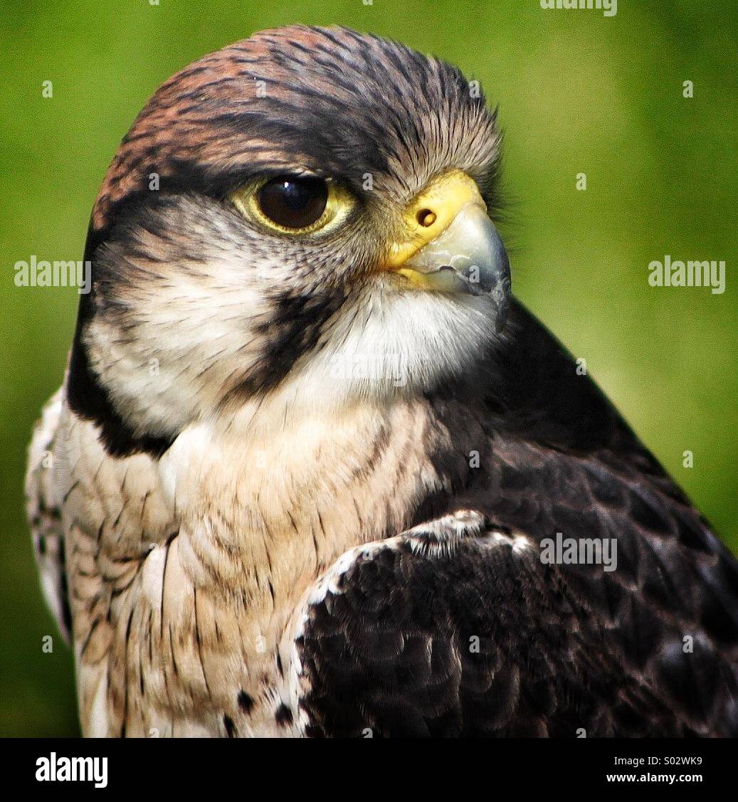 Fierce hunter hi-res stock photography and images - Alamy