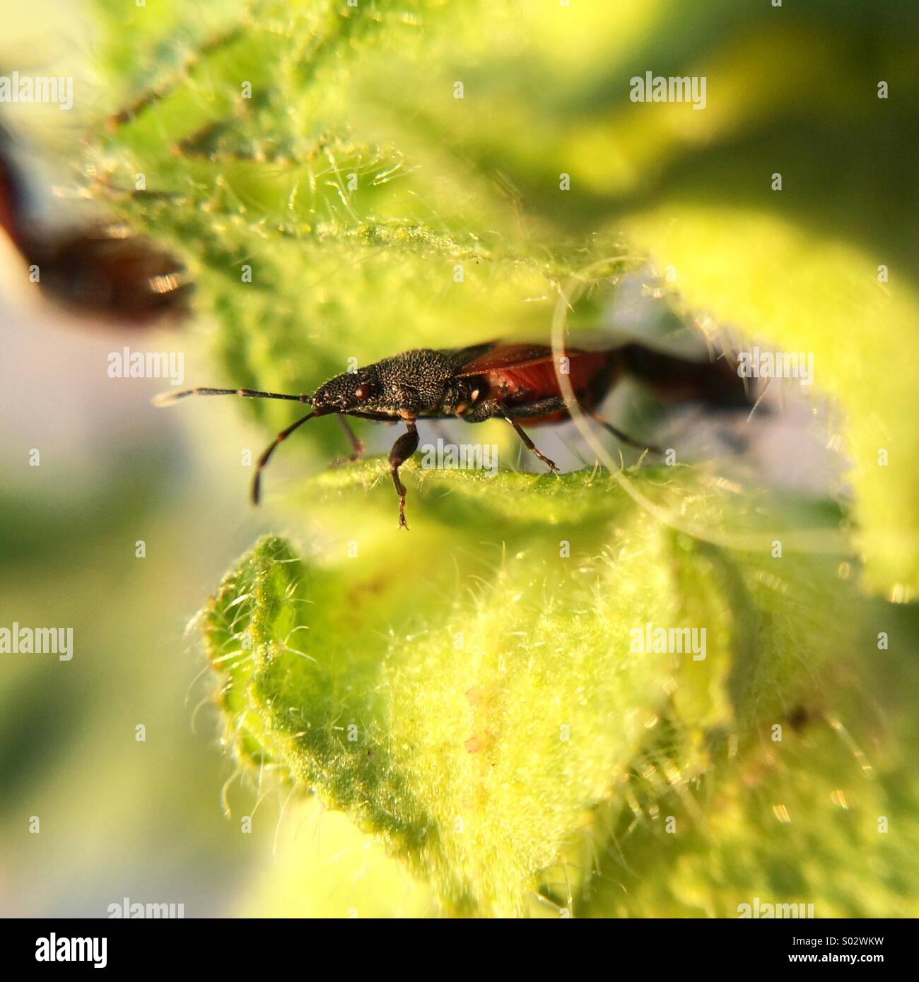 Firebug macro hi-res stock photography and images - Alamy
