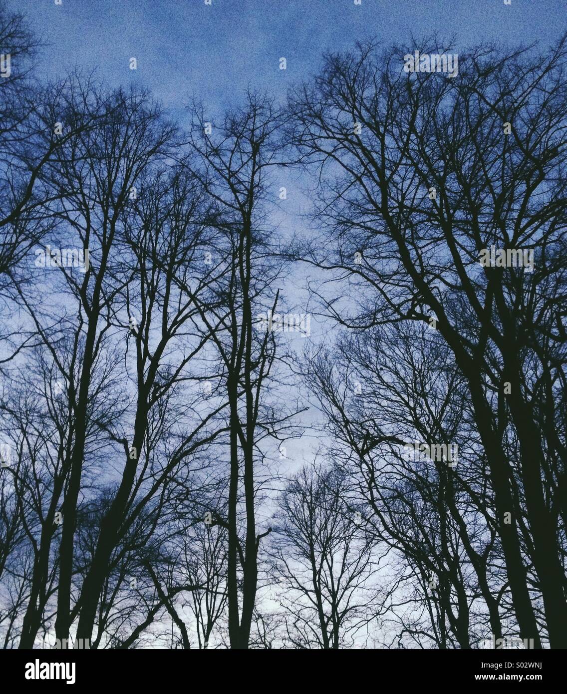 Trees at twilight Stock Photo - Alamy