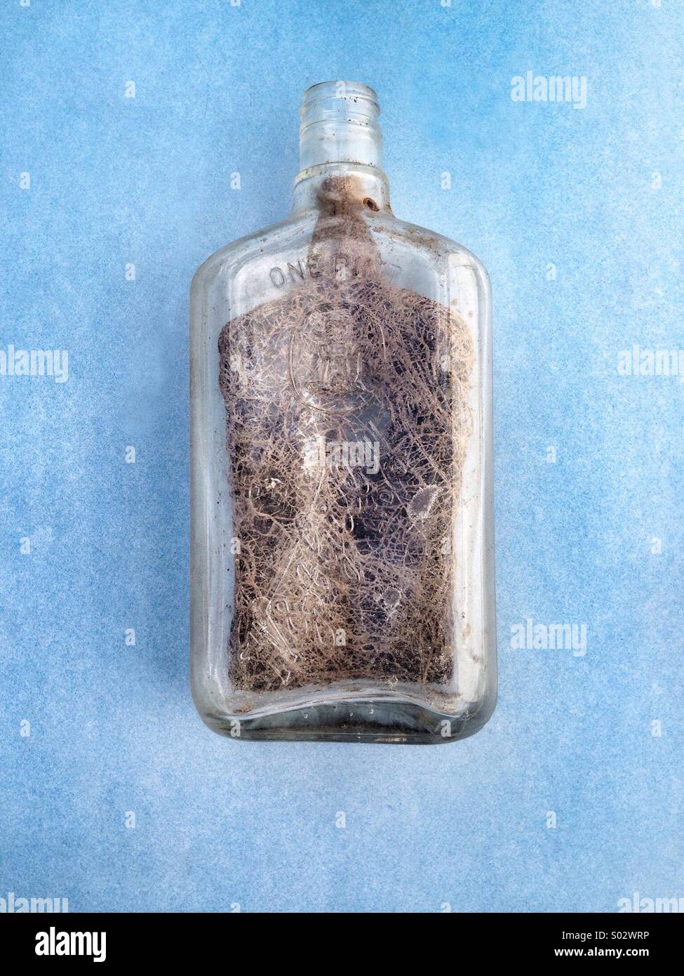 Old bottle filled with plant roots Stock Photo - Alamy