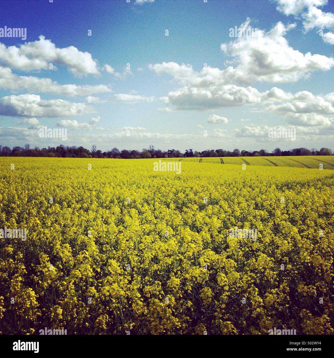 Oil Seed Rape Fields Stock Photo - Alamy
