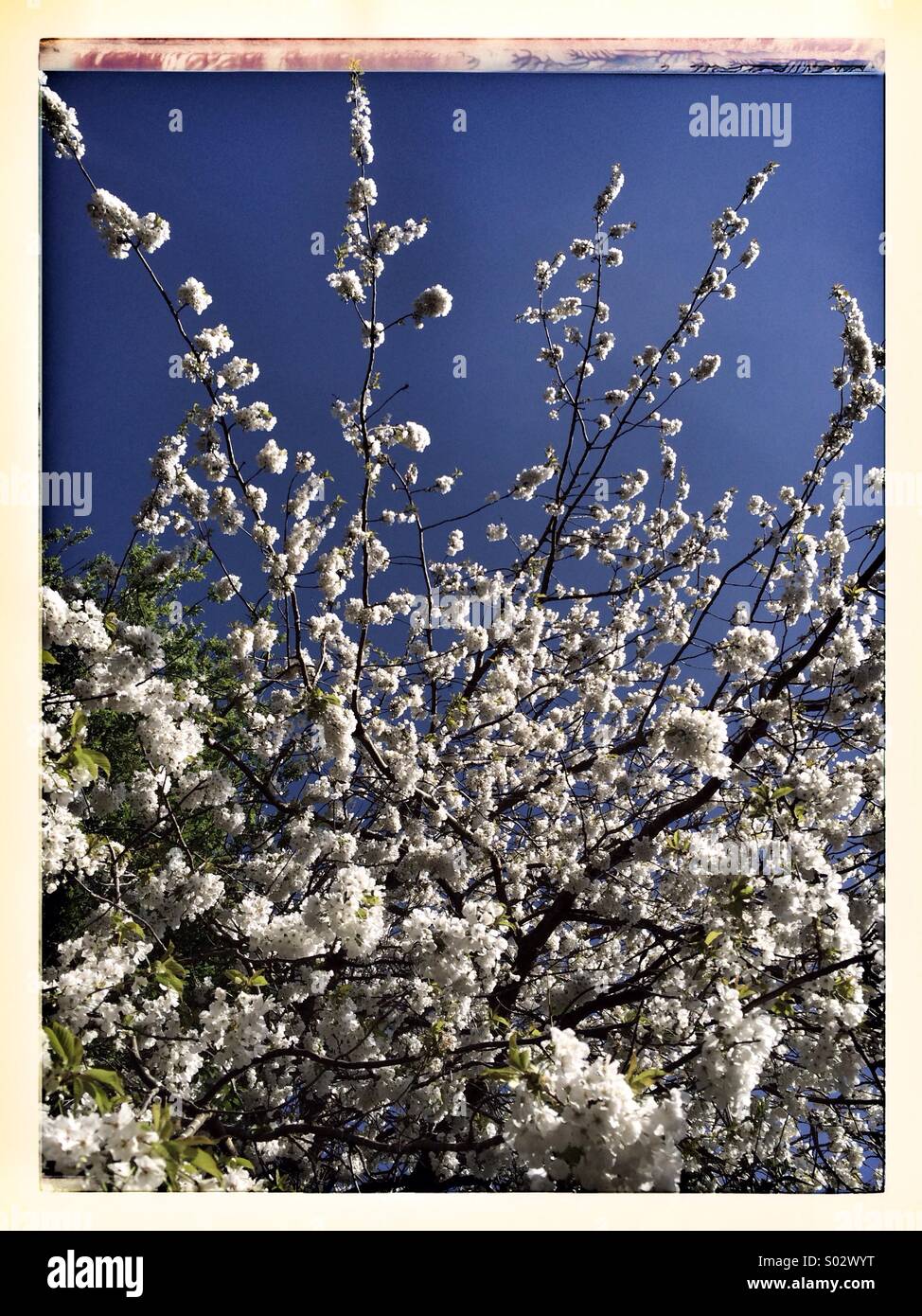 Early Spring Blossom Stock Photos & Early Spring Blossom Stock Images ...