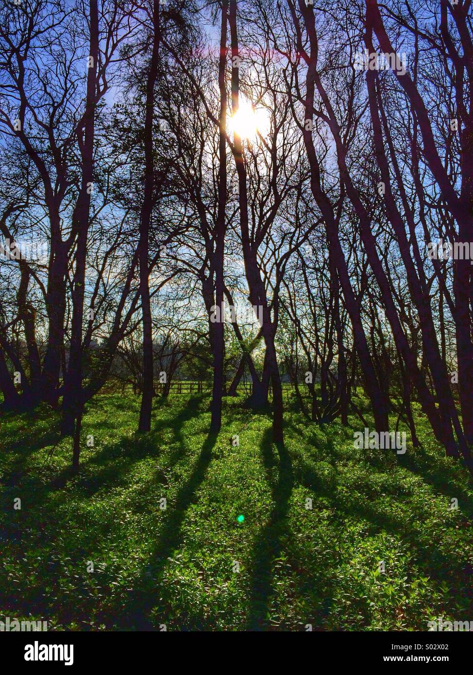 Dawn in woodland hi-res stock photography and images - Alamy