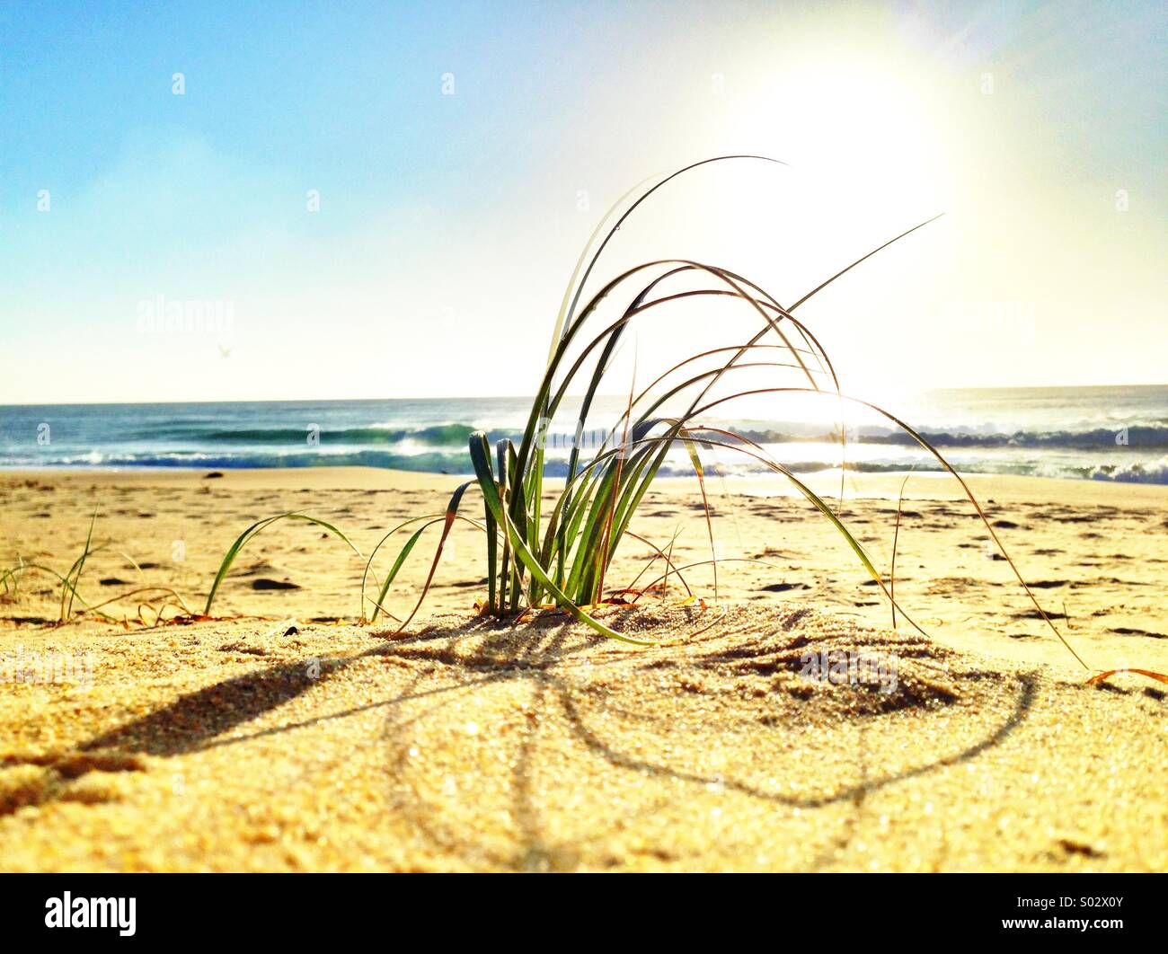 Beach sea grass hi-res stock photography and images - Alamy