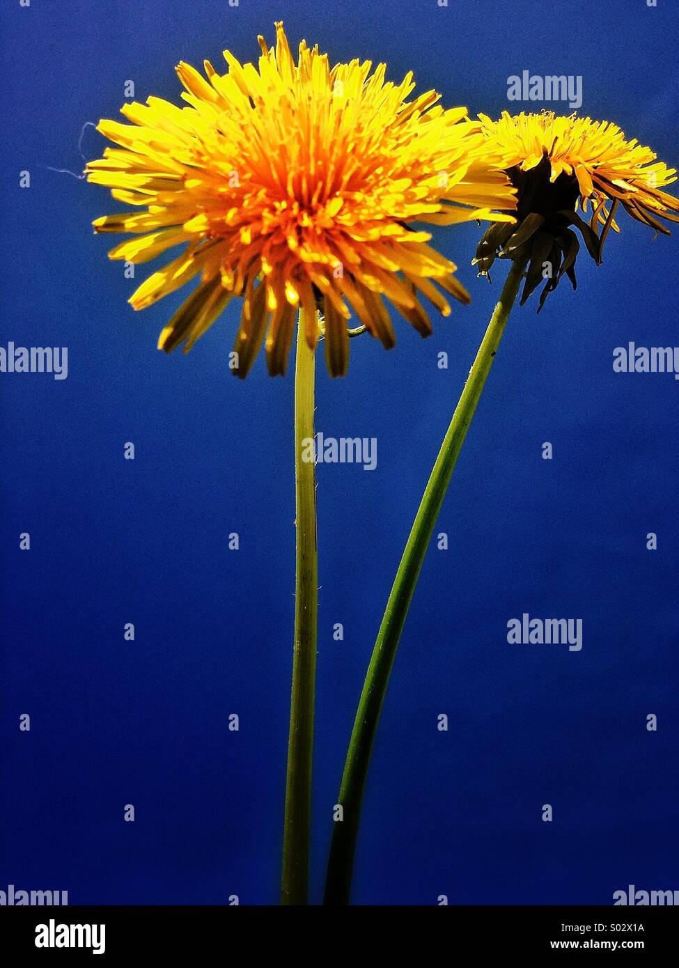 Dandelions blue hi-res stock photography and images - Alamy