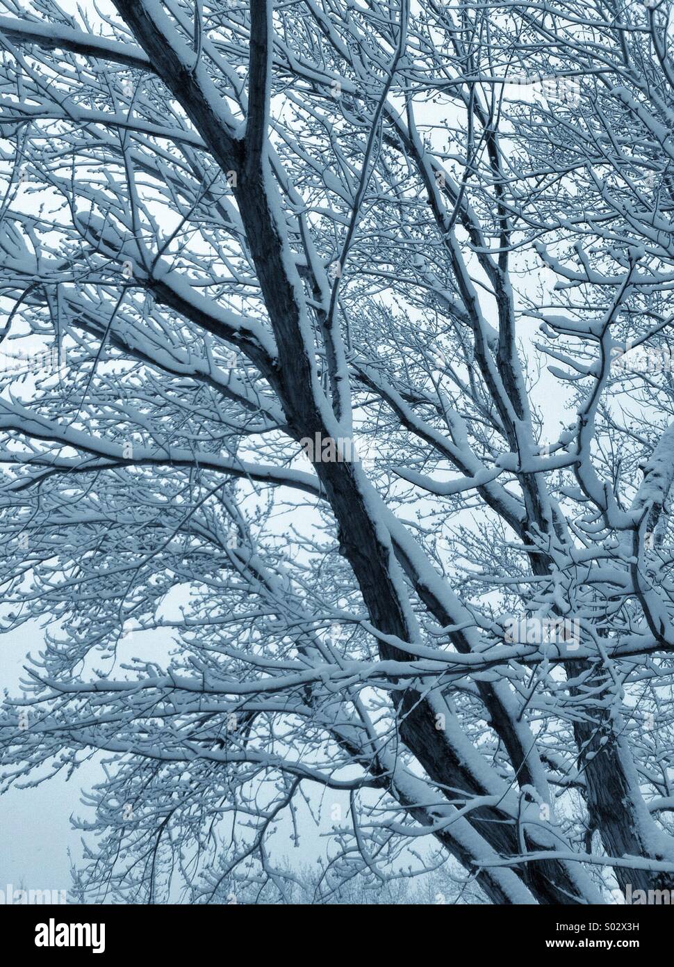 Tree limbs with snow hi-res stock photography and images - Alamy