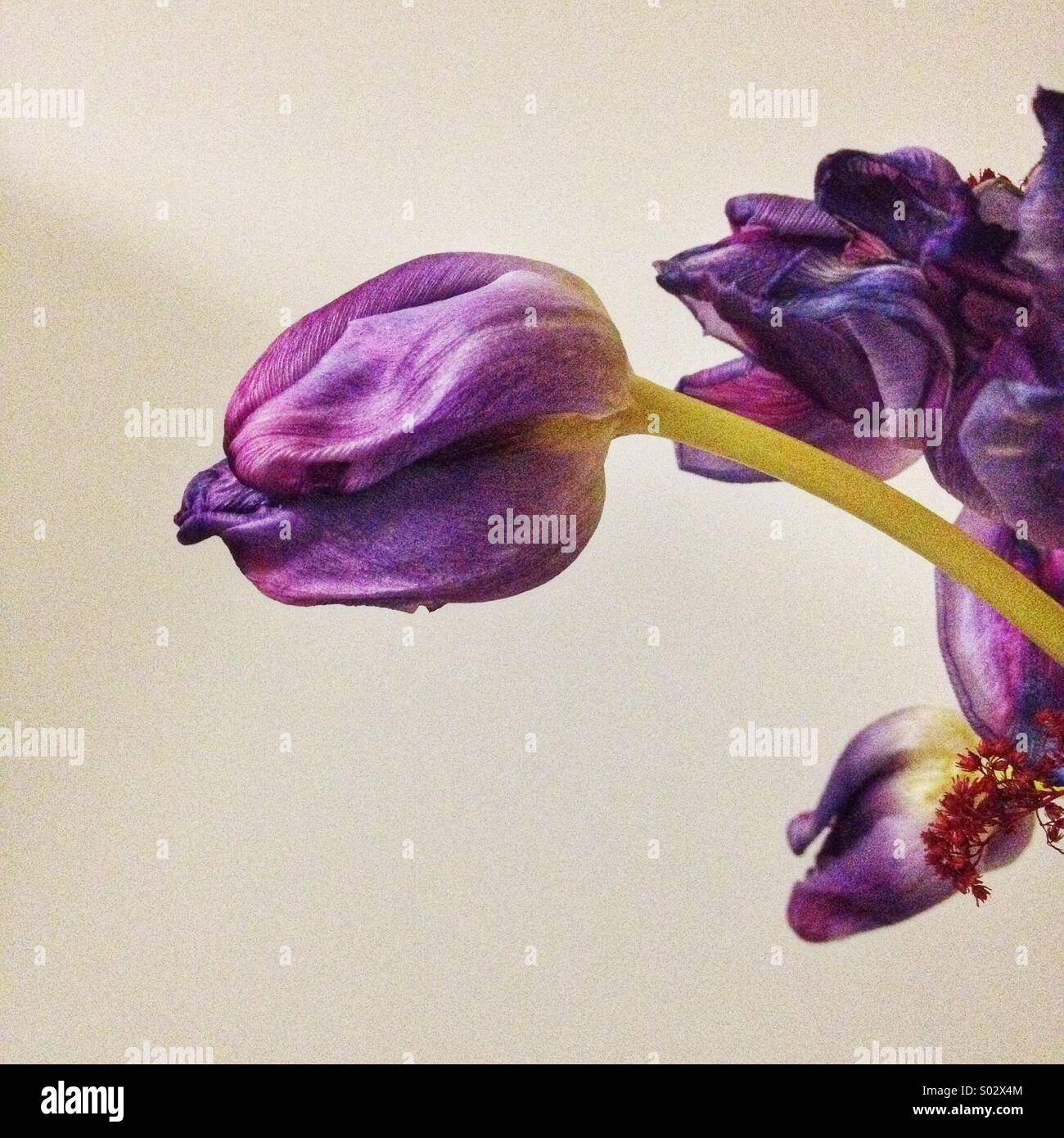 Faded tulips hi-res stock photography and images - Alamy