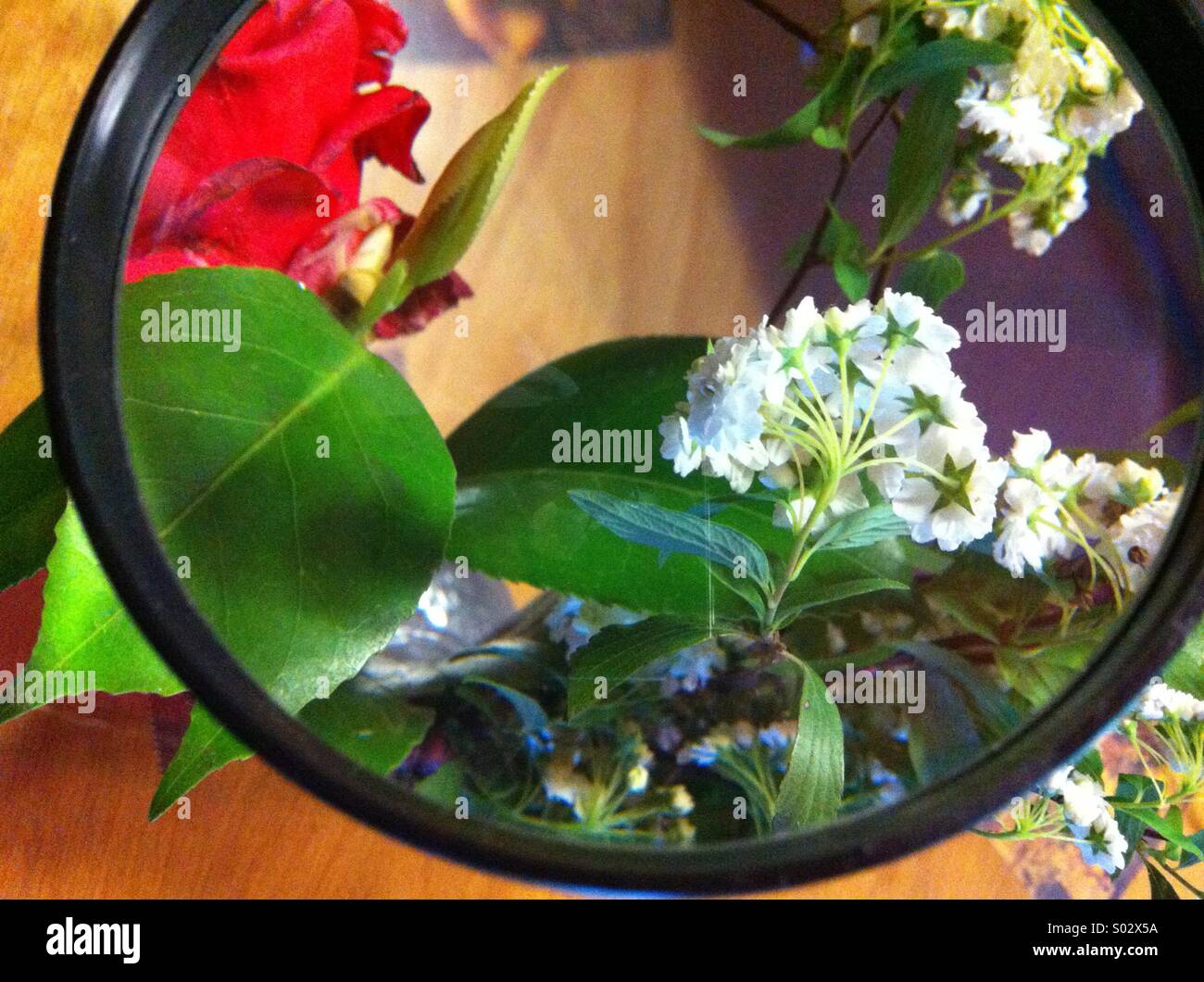 Under the lens hi-res stock photography and images - Alamy