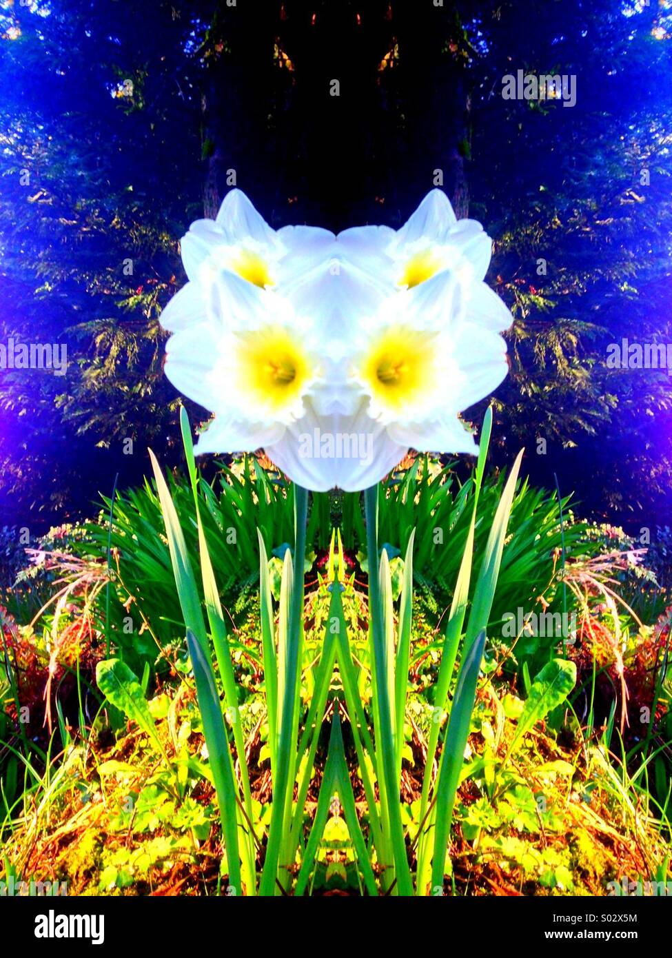 Narcissi plant hi-res stock photography and images - Alamy